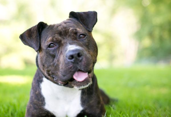 Study Reveals Pit Bulls Bit More People in Denver Last Year Than Any ...